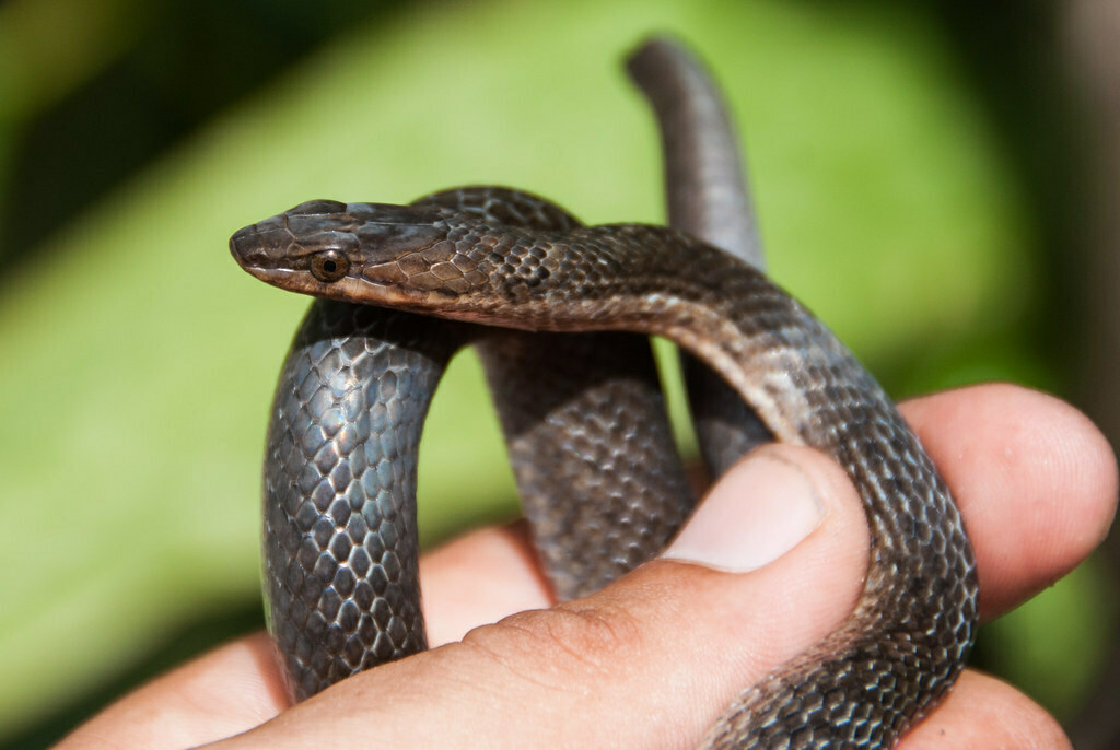 Anguilla Bank Racer in March 2010 by Karl Questel · iNaturalist