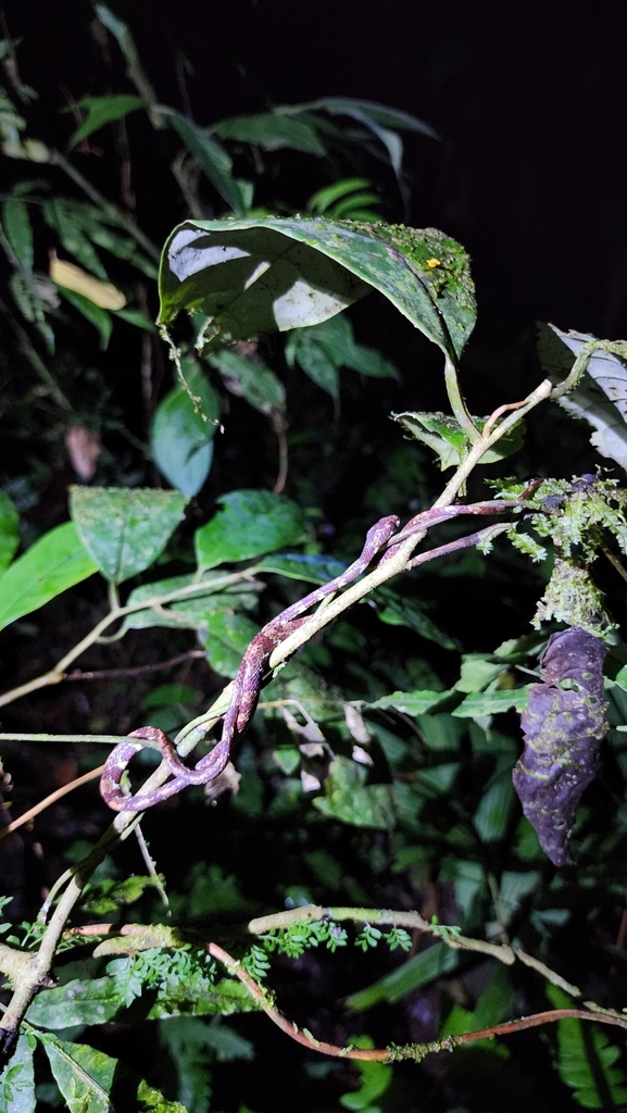 Ringed Snail Sucker in November 2023 by dannysanders. Costa Rica ...