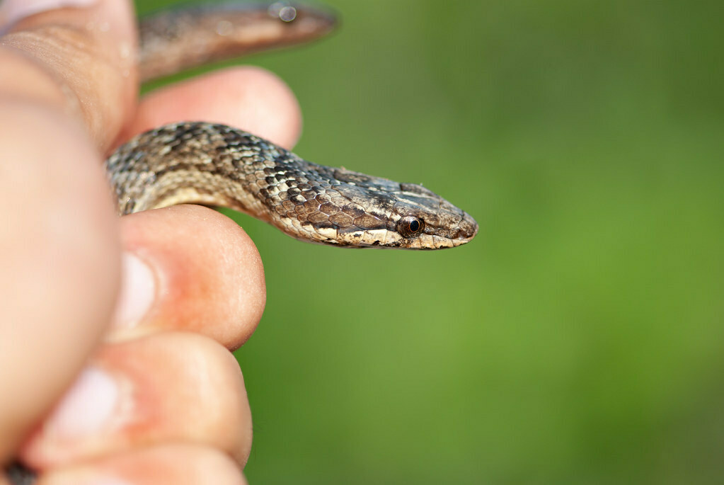Anguilla Bank Racer in March 2010 by Karl Questel · iNaturalist