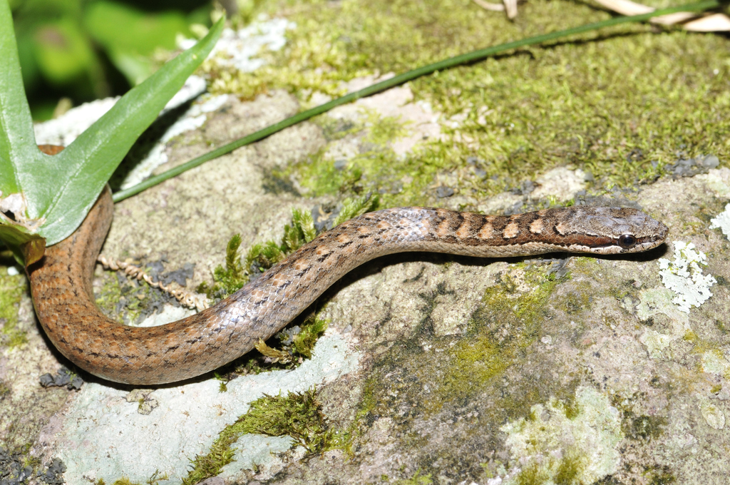 Red-bellied Racer in November 2011 by Karl Questel · iNaturalist