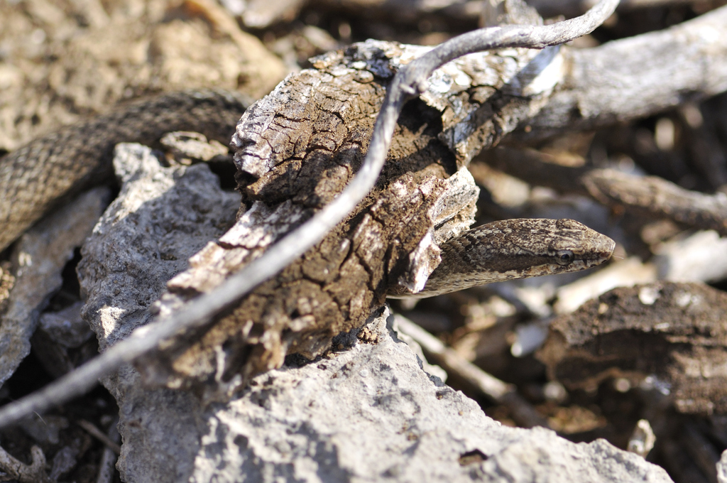 Anguilla Bank Racer in December 2011 by Karl Questel · iNaturalist