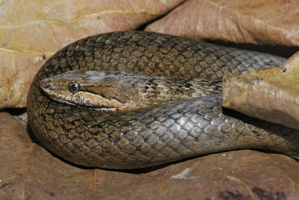 Anguilla Bank Racer in January 2012 by Karl Questel · iNaturalist