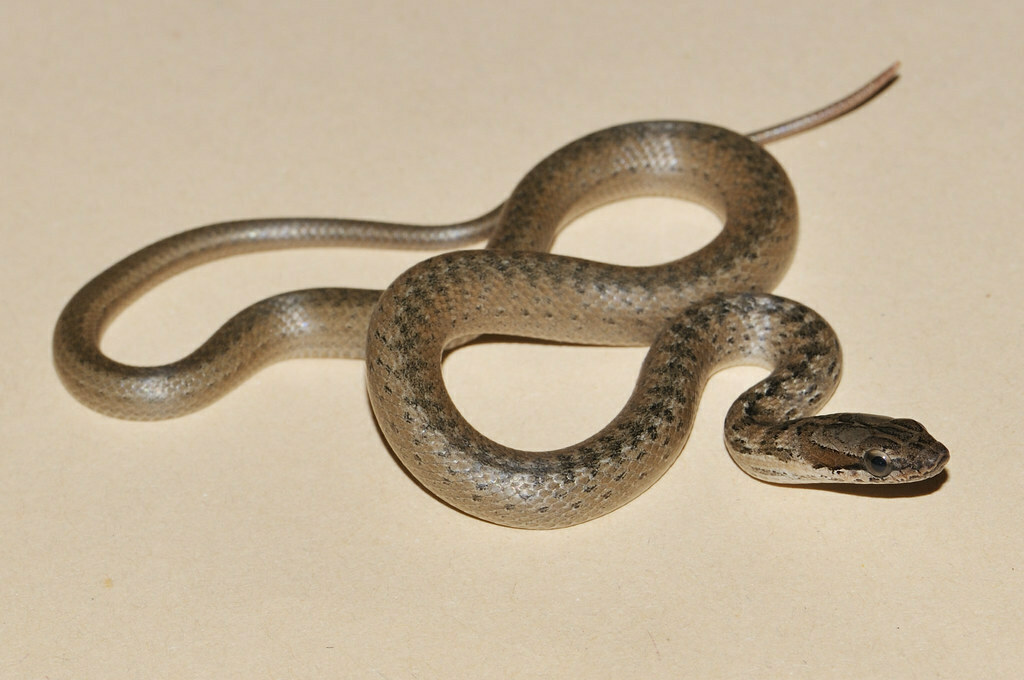 Anguilla Bank Racer in July 2012 by Karl Questel · iNaturalist