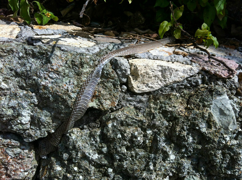 Anguilla Bank Racer in September 2012 by Karl Questel · iNaturalist