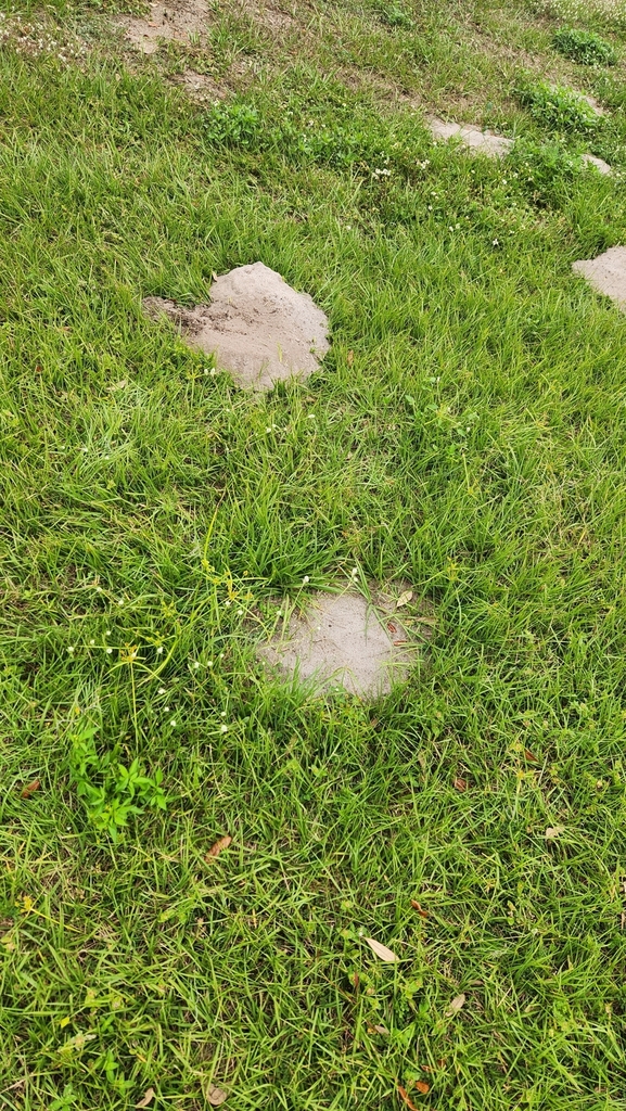 Southeastern Pocket Gopher from Dundee, FL, USA on November 28, 2023 at ...