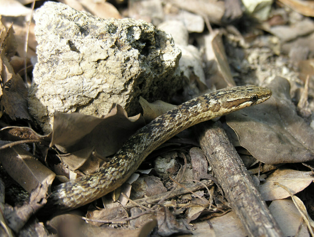 Anguilla Bank Racer in September 2012 by Karl Questel · iNaturalist