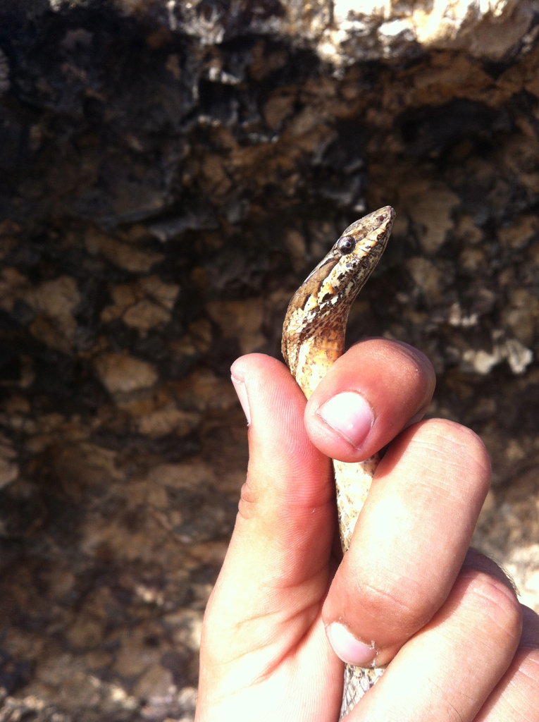 Anguilla Bank Racer in January 2013 by Karl Questel · iNaturalist
