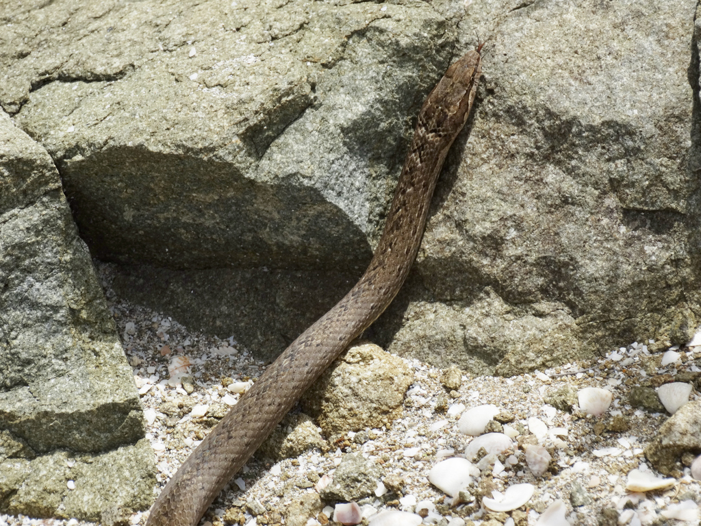 Anguilla Bank Racer in July 2013 by Karl Questel · iNaturalist