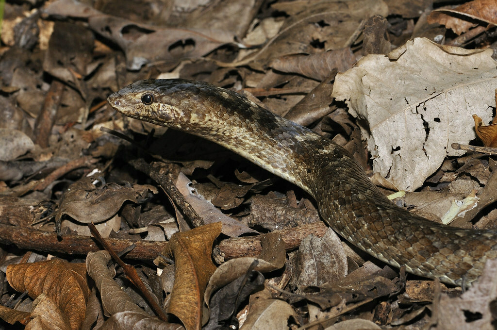 Anguilla Bank Racer in October 2013 by Karl Questel · iNaturalist