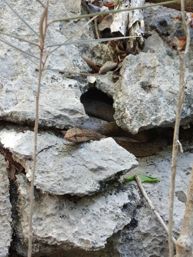 Anguilla Bank Racer in November 2013 by Karl Questel · iNaturalist