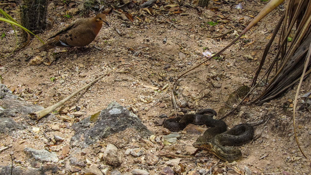 Anguilla Bank Racer in May 2014 by Karl Questel · iNaturalist