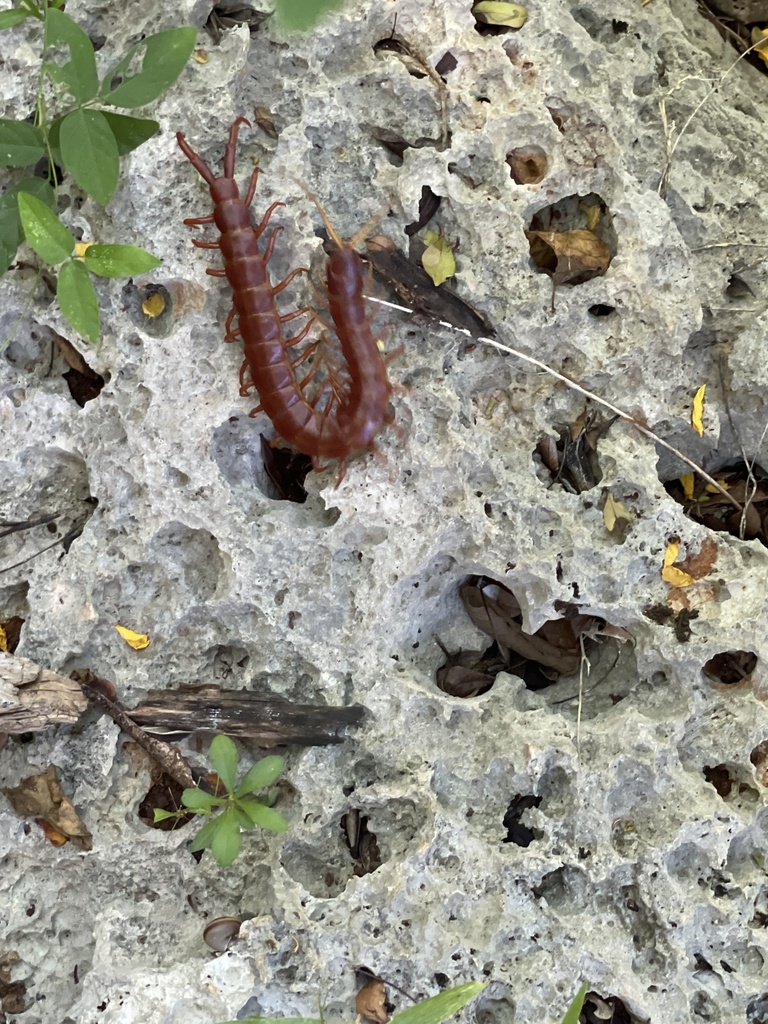 Caribbean Giant Centipede from Pedernales, DO-PN-PE, DO on November 23 ...