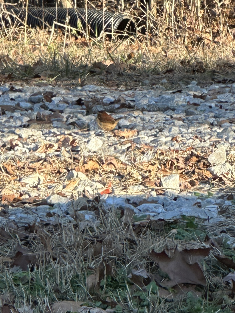 Carolina Wren from Paxton St, Florence, AL, US on November 28, 2023 at ...
