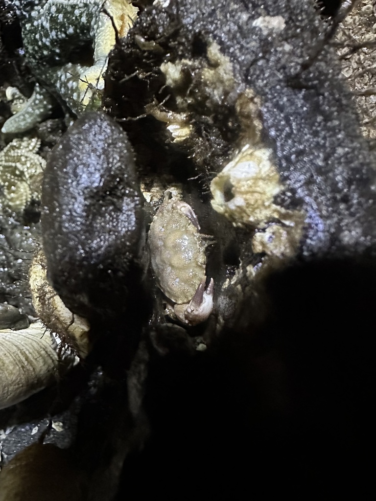 Pygmy Rock Crab from Vashon Island, Vashon, WA, US on November 27, 2023 ...