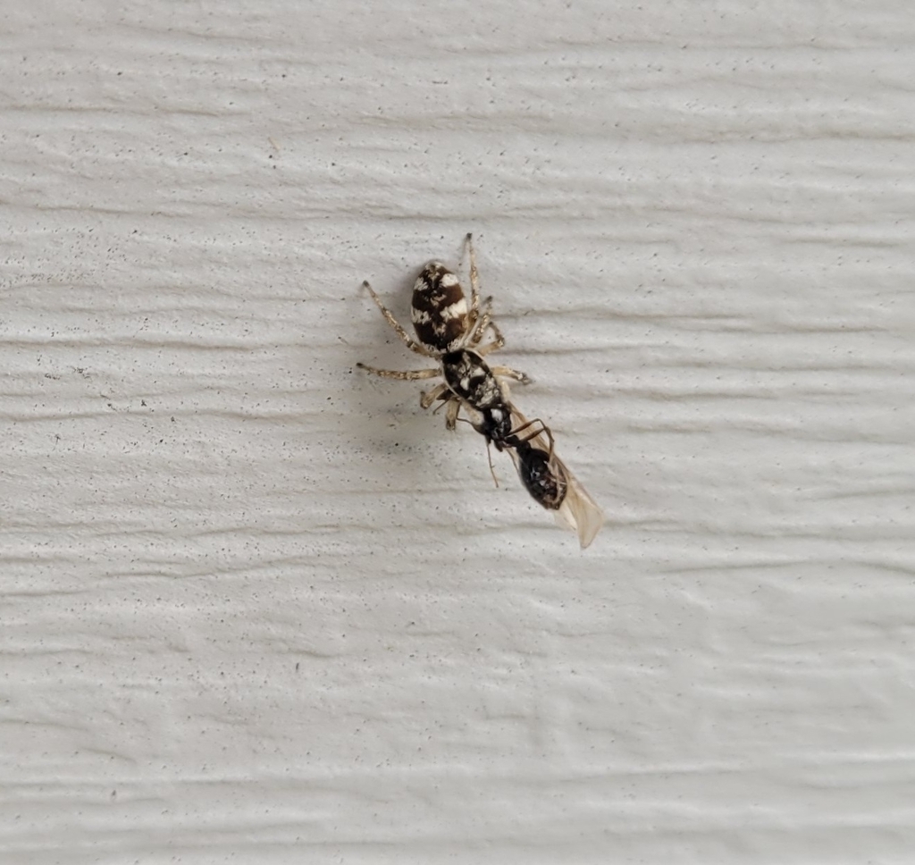 Zebra Jumping Spider from Appleton, WI 54911, USA on July 13, 2022 at ...