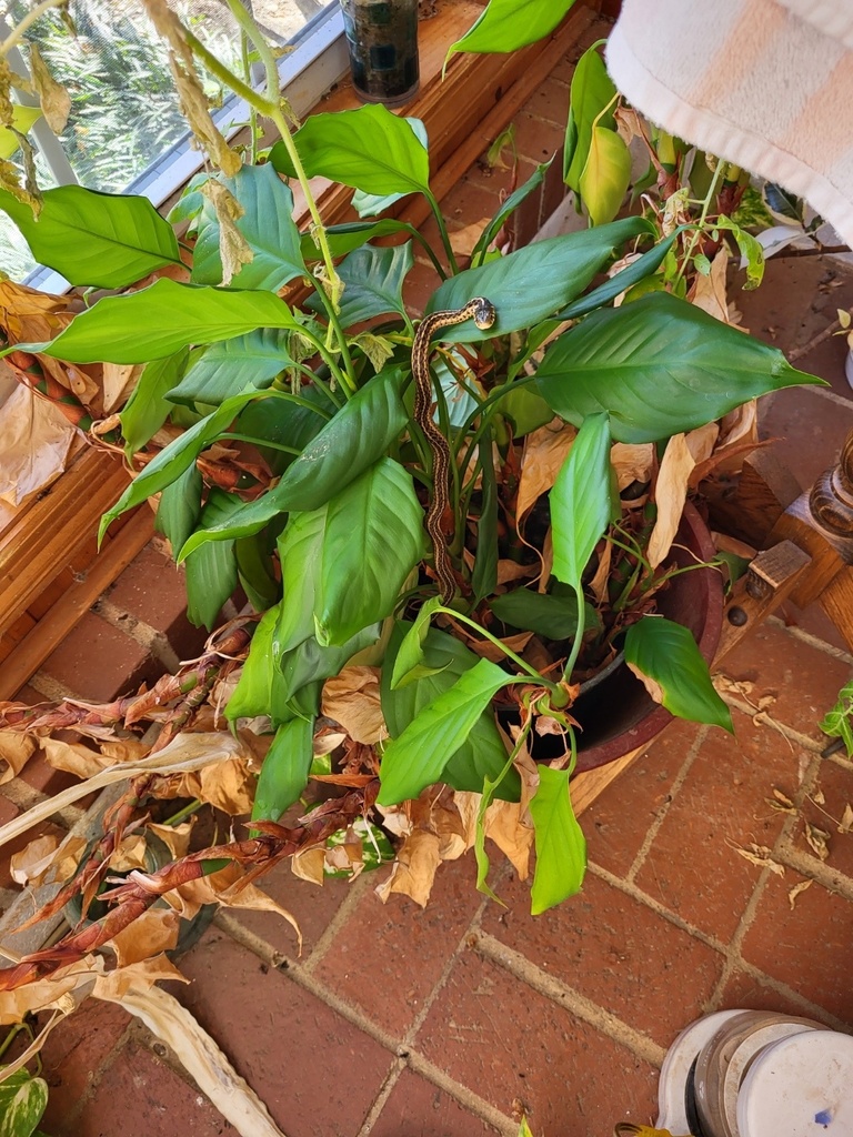 Eastern Garter Snake from Claybank St, Ariton, AL, US on November 28 ...
