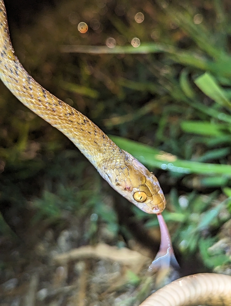 Brown Tree Snake from Dundas QLD 4306, Australia on November 27, 2023 ...