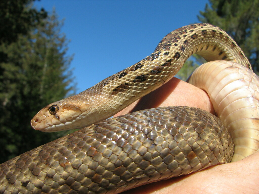 Pacific Gopher Snake from Del Norte County, CA, USA on April 21, 2009 ...