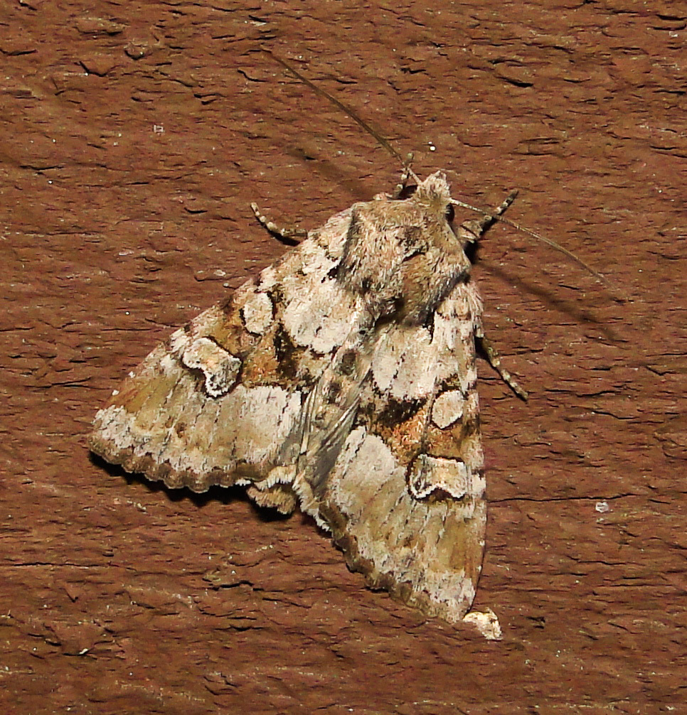 Bordered Apamea Moth and Allies from Sidney, ME 04330, USA on June 12 ...