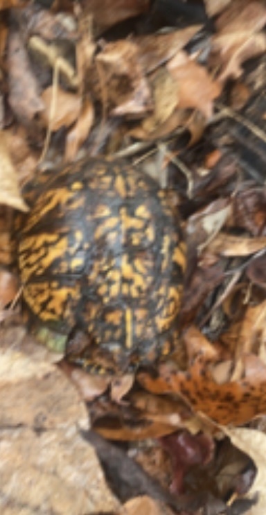 Eastern Box Turtle in November 2023 by Alesha Spivey · iNaturalist