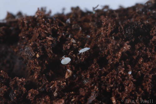 Rhizoecus simplex · iNaturalist