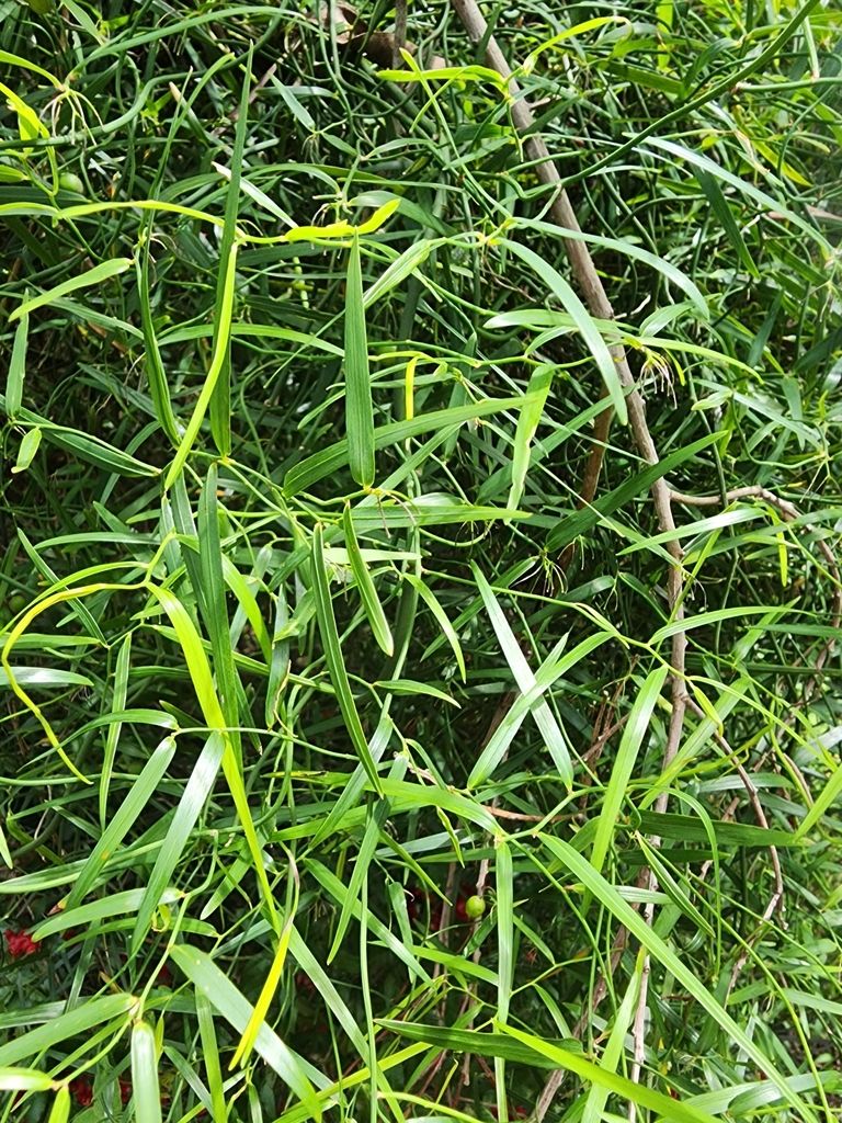 Climbing Lily from Narara NSW 2250, Australia on November 29, 2023 at ...