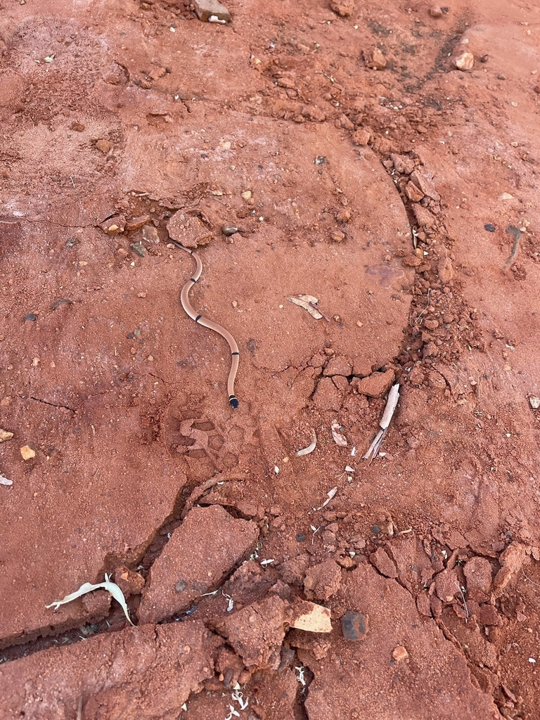 Ringed Brown Snake from Meekatharra WA 6642, Australia on November 29 ...