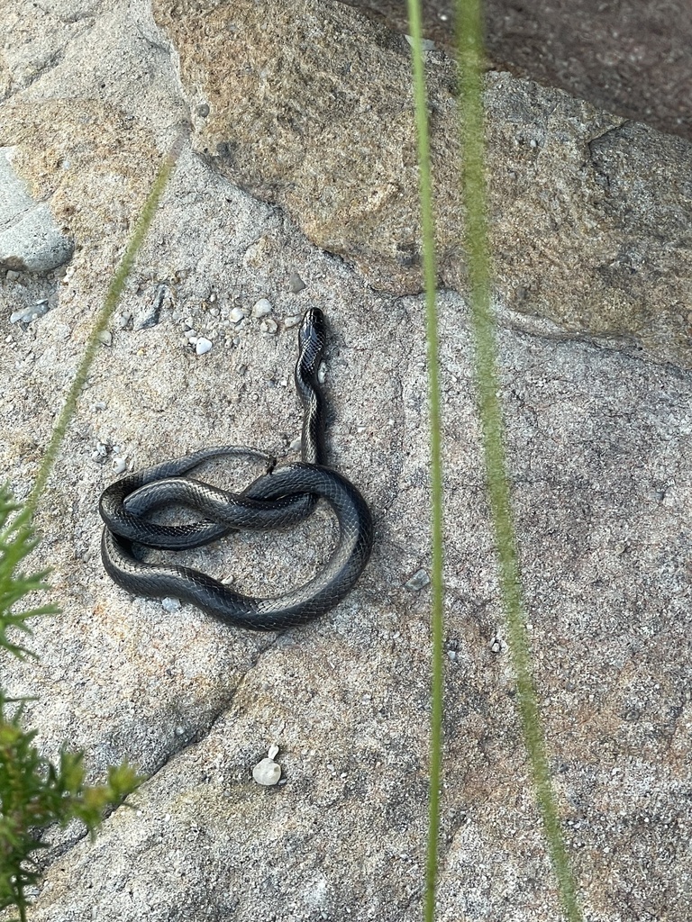 Eastern Small-eyed Snake from Morton National Park, Porters Creek, NSW ...