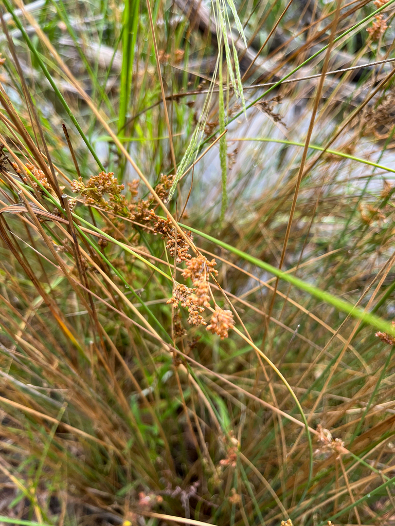 rushes from Melbourne VIC, Australia on November 27, 2023 at 01:16 PM ...