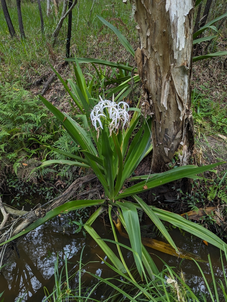 mangrove lily from Heritage Park QLD 4118, Australia on November 28 ...