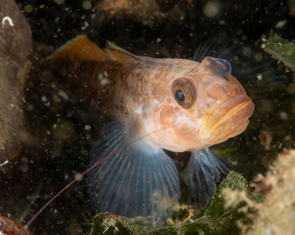 Blackeye goby from Triton, Washington, United States on November 28 ...