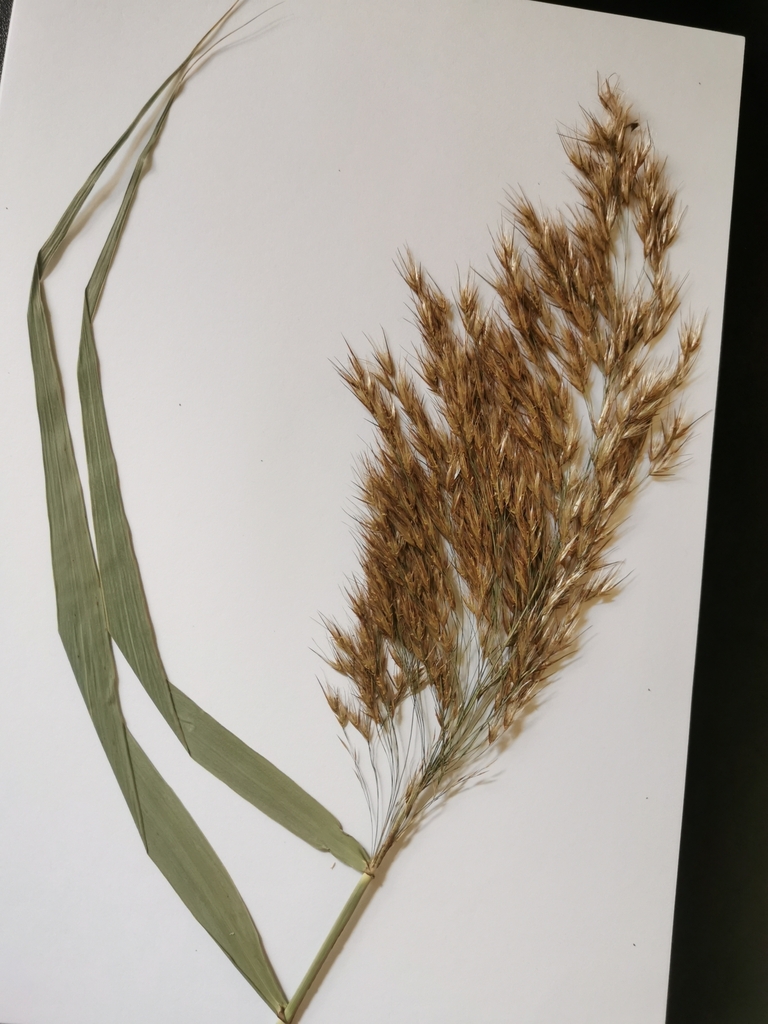 common reed from Traveston QLD 4570, Australia on November 29, 2023 at ...