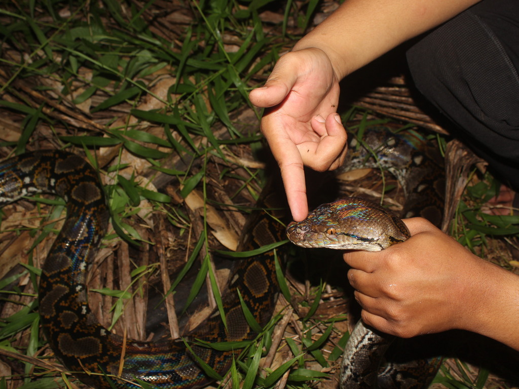 Reticulated Python from Kabupaten Kubu Raya, Kalimantan Barat ...