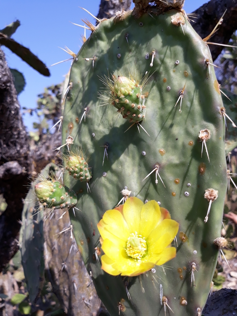 Opuntia atropes from Tlaquiltenango, MX-MR, MX on March 4, 2019 at 10: ...