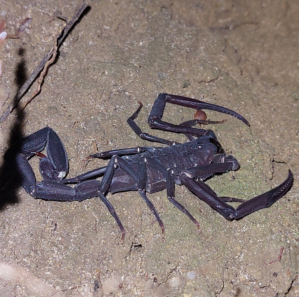 Tityus obscurus from Saint-Georges 97313, Guyane française on November ...