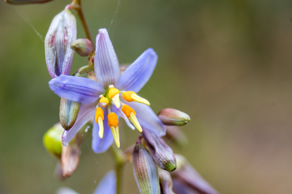 flax-lilies from Melbourne VIC, Australia on November 27, 2023 at 02:54 ...