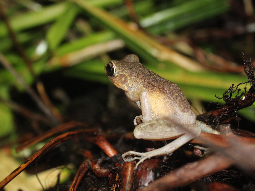 Brown Marsh Frog from Kabupaten Kubu Raya, Kalimantan Barat, Indonesia ...