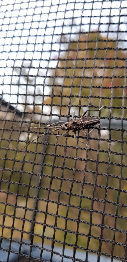 Winged and Once-winged Insects in November 2023 by David Kwiatkowski ...