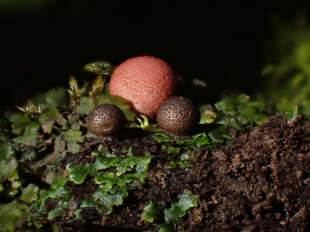 Lycogala epidendrum from Kauai County, HI, USA on November 4, 2023 at ...