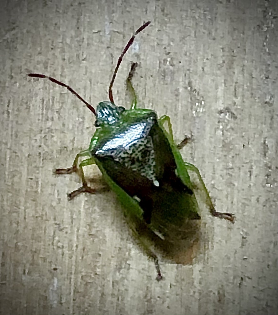 Forest shield bug from South Island/Te Waipounamu, Dunedin, Otago, NZ ...