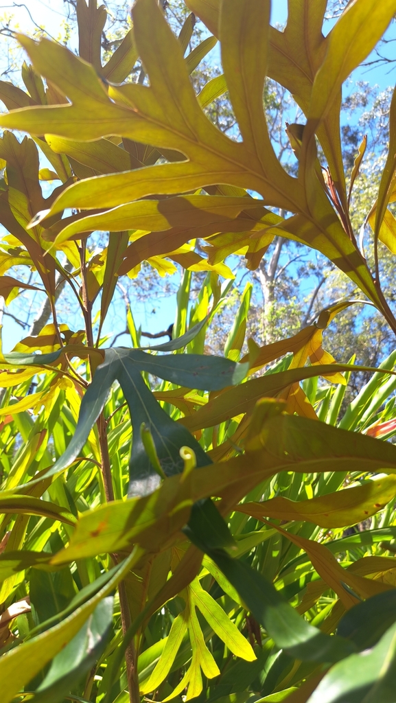 Brown Silky Oak from Wivenhoe Pocket QLD 4306, Australia on November 29 ...