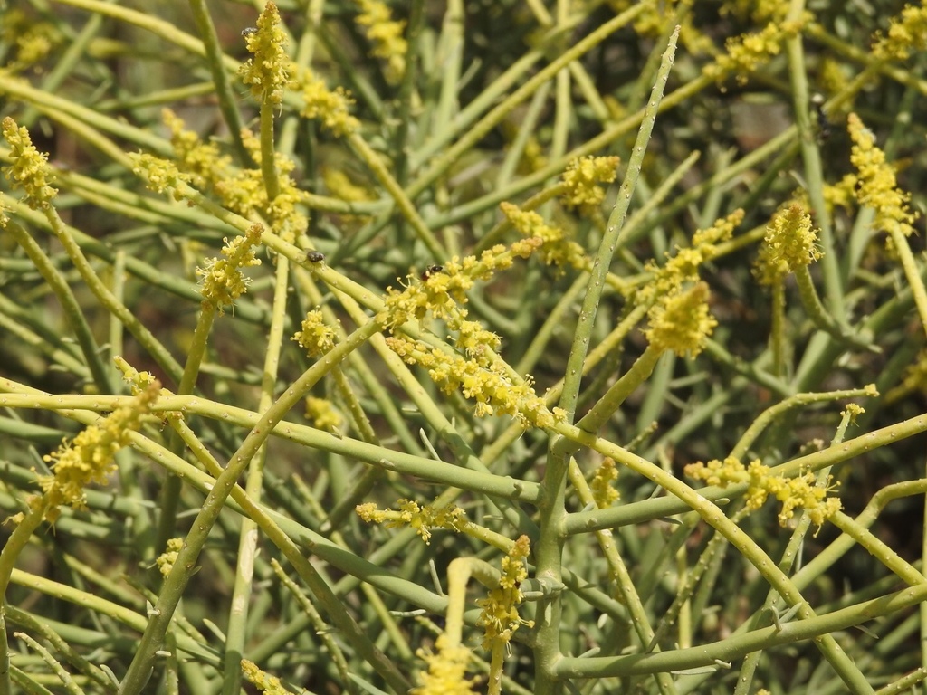 Ochradenus arabicus from Sharjah, Sharjah, Sharjah, AE on March 20 ...