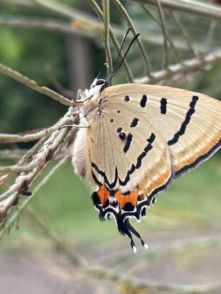 Common Imperial Blue from Water Race Trl, Mount Evelyn, VIC, AU on ...