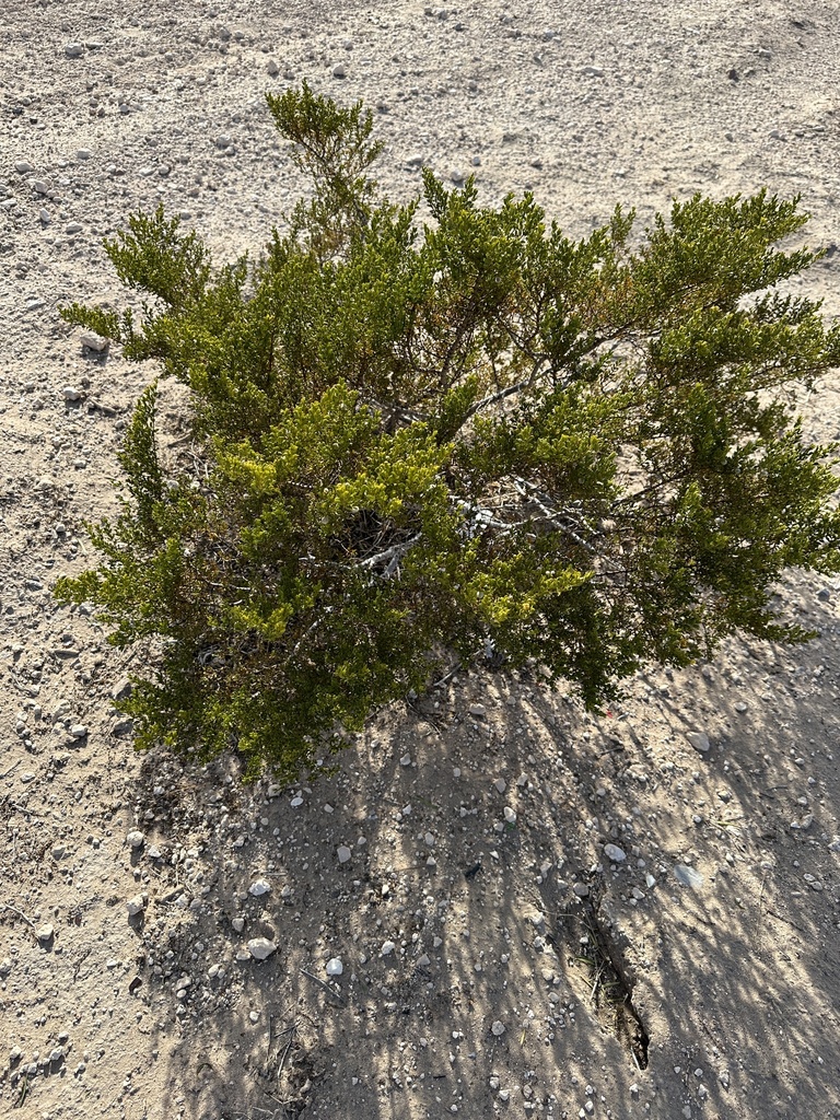 Creosote Bush from Bob Hope Dr, El Paso, TX, US on November 28, 2023 at ...