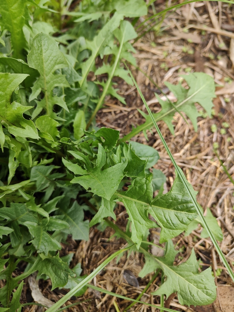 common dandelion from Summerholm QLD 4341, Australia on November 29 ...