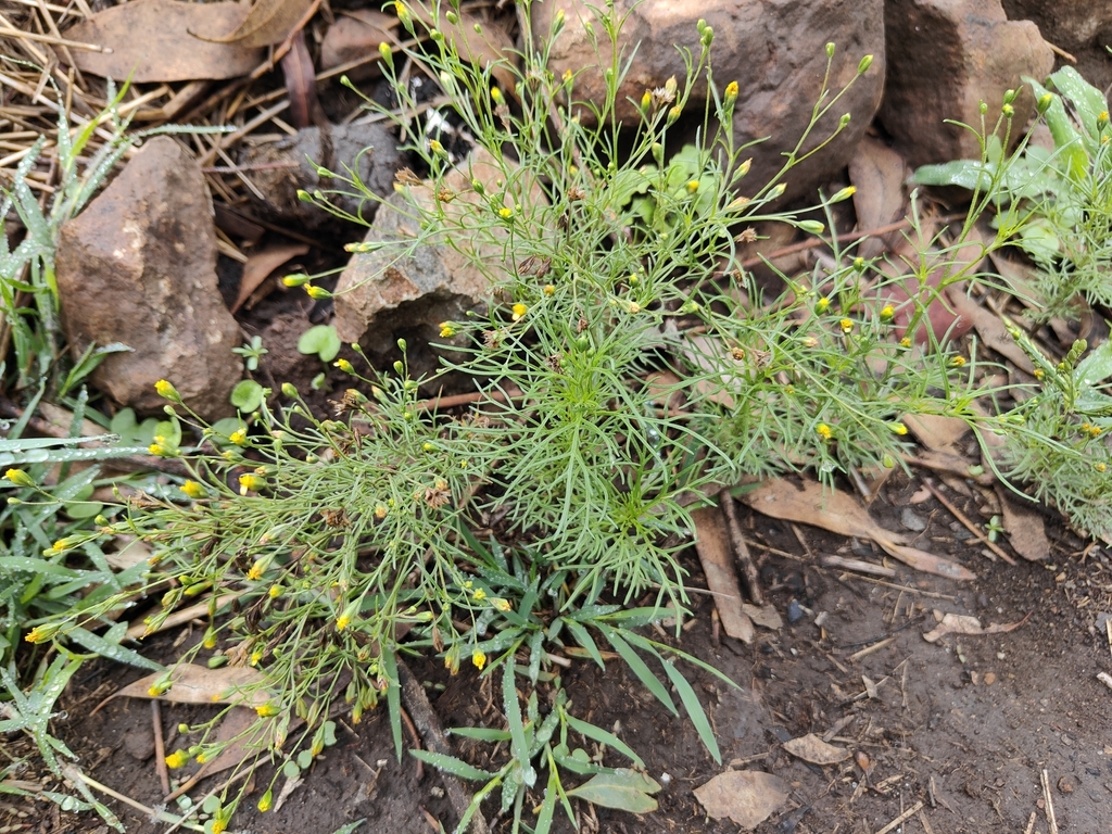 dwarf marigold from Summerholm QLD 4341, Australia on November 29, 2023 ...