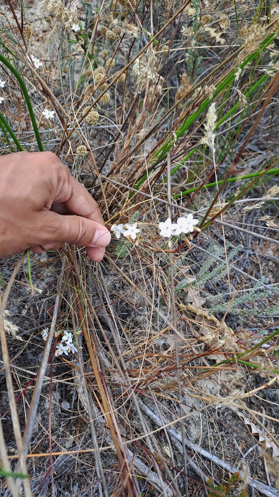 Drought Spookasem from Overberg District Municipality, South Africa on ...