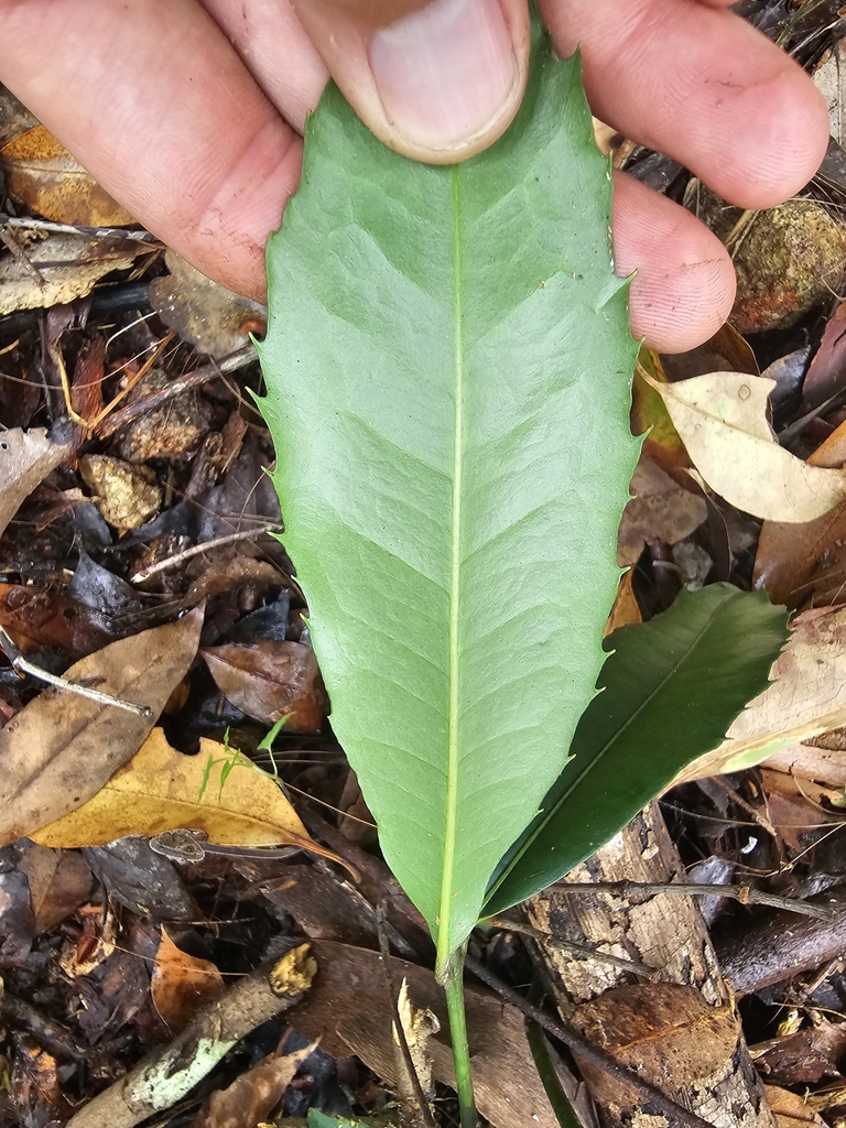 Featherwood in November 2023 by Dan · iNaturalist