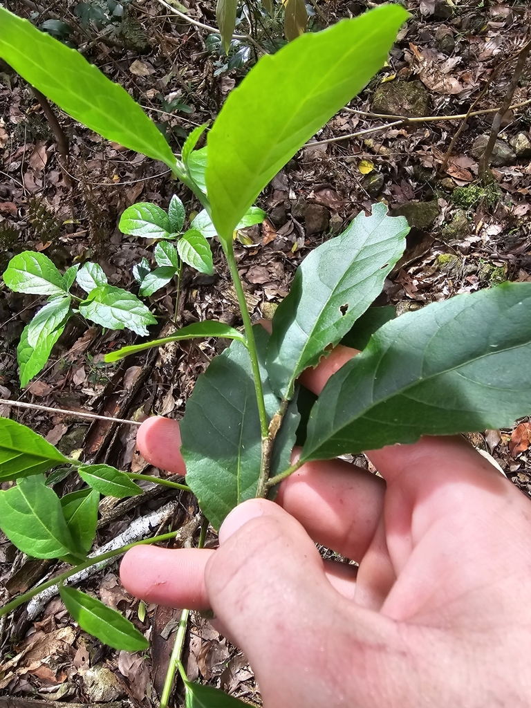Claoxylon australe in November 2023 by Dan · iNaturalist