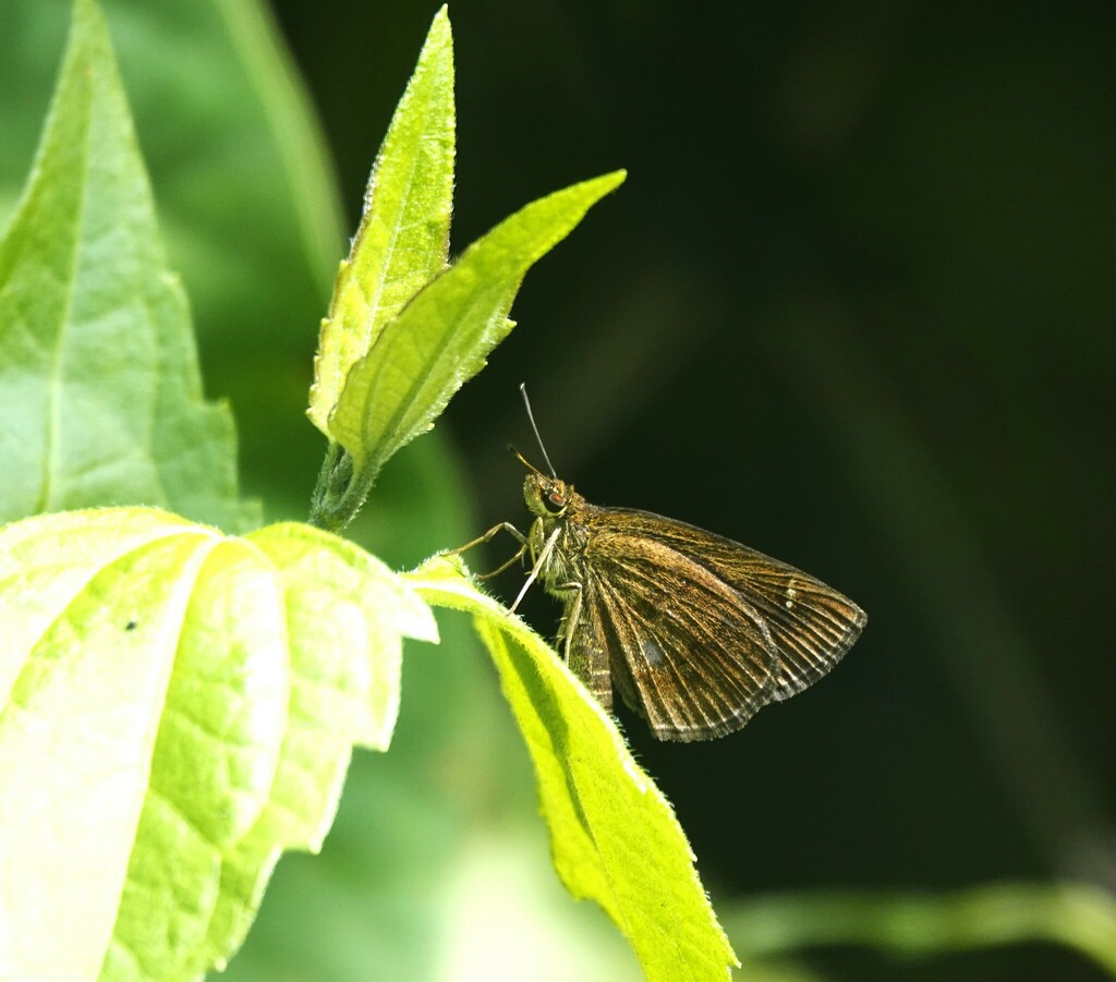 Forest Hopper from Hatikhira T.E., Assam 788726, India on July 16, 2023 ...